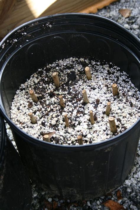 Hardwood Cuttings For Shrub And Tree Propagation Home And Garden Information Center Shrubs