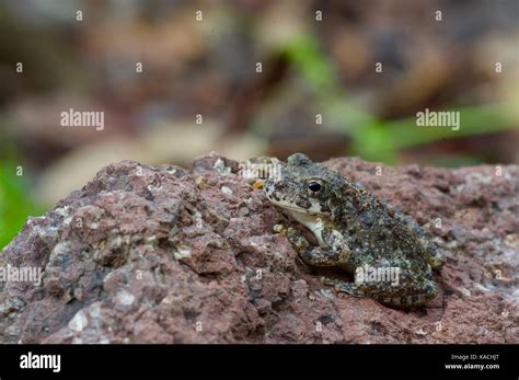 Hyla Punctata Stockfotos Und Bilder Kaufen Alamy