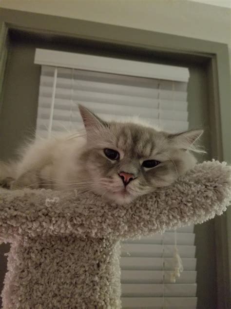 This Is Vanilla Scrolller