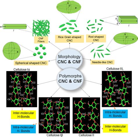 Cnc And Cnf Polymorphism Obtained With The Variation Of Treatment