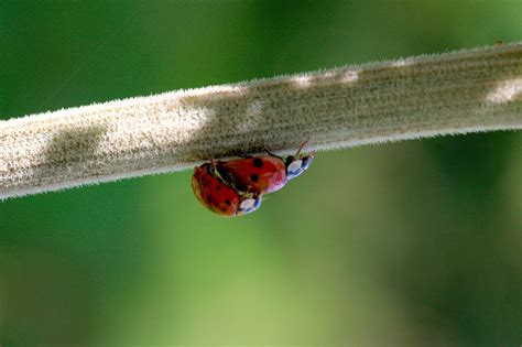 Sex Ladybug Beetle Insect Nature Free Image From