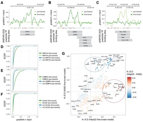 Feature Importance Analysis Reveals Tfs Important For Cell Type