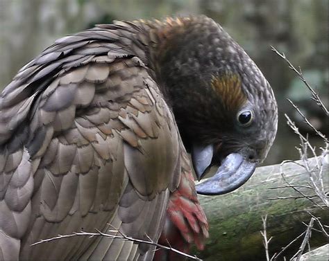 46 Best Parrot Mutations And Hybrids Images On Pinterest Parrot