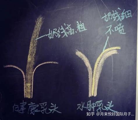奶线少、细、喷不高，关于奶线的14个灵魂拷问 知乎