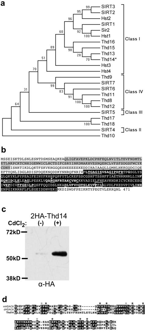 Thd14 Resembles A Class 1b Sirtuin A Phylogenetic Tree Comparing The