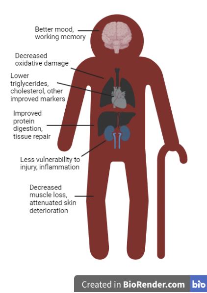 Caloric Restriction And Longevity