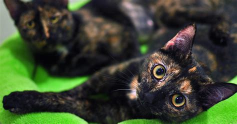 Aggression Between Cats In Your Household Aspca