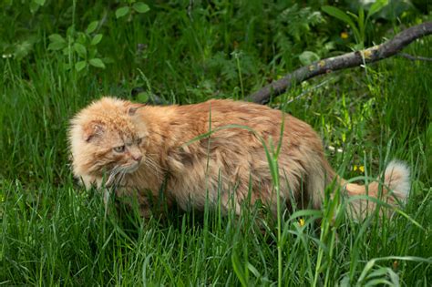 Cat In The Green Grass In Summer Beautiful Red Cat With Yellow Eyes