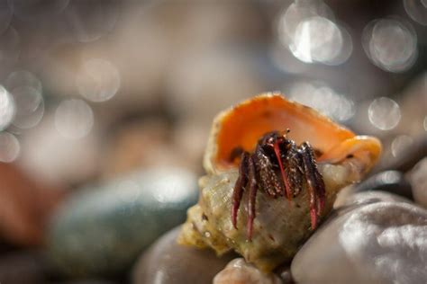 Do Hermit Crabs Need Light Is It A Requirement For Survival Hometanks