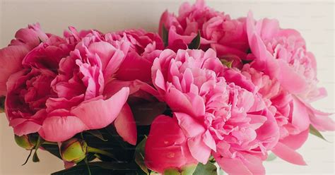 소박한 흰색 배경에 금속 캔에 분홍색 모란 꽃다발을 들고 있는 손 텍스트를 위한 공간 꽃 인사말 카드 모형 해피 어머니의