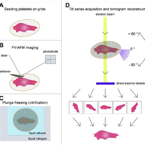 Analysis Of Platelet Membrane Receptors A An X Y Slice Through A