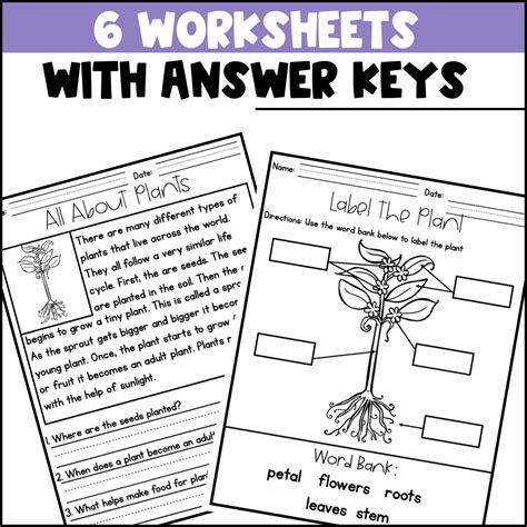 Life Cycle Of A Plant Activities Worksheets Booklet Poster Plant