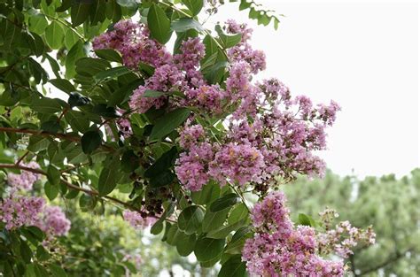 A Guide To Crepe Myrtle Varieties