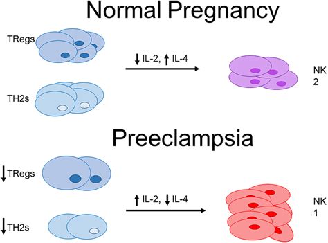 Adaptive Cd4⁺ T‐cell Populations May Be Regulators Of Nk Cell