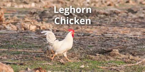 Leghorn Chicken Breed Guide Variety Size Eggs Facts Pictures