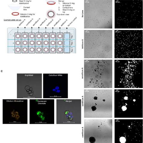 Once Aggregated Cell Counts Of Acanthamoeba Polyphaga Atcc 30461 Download Scientific Diagram