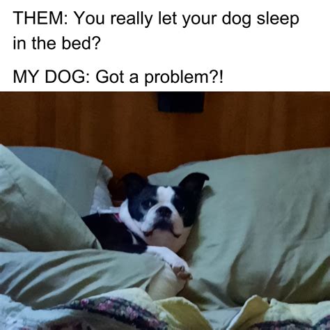 Why You Should Let Your Dog Sleep In Your Bed