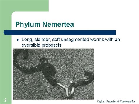 Phylum Nemertea Phylum Chaetognatha Ribbon Worms Arrow Worms