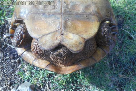 Gopherus Agassizii Natural History Care And Photo Gallery