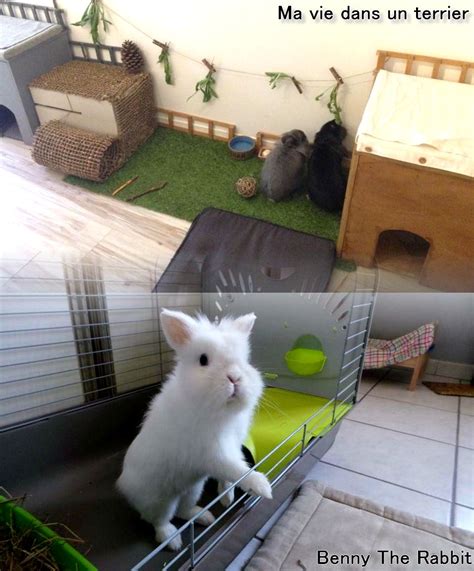 Bien Choisir La Cage De Son Lapin Nain Les Meilleures Cages 55 OFF