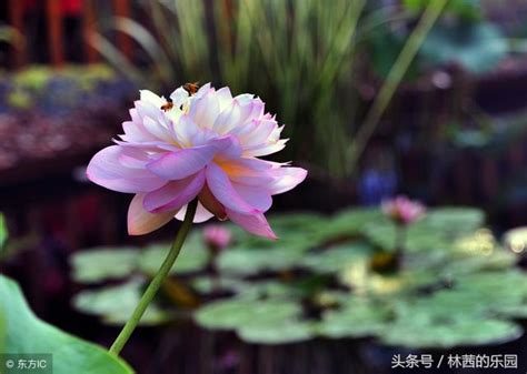 飛花令含有水字的66句詩詞集錦水漾詩情千古流芳 每日頭條
