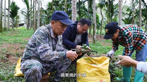 中海化学“增值沃土 粮安中国万里行” —科学施肥 5亩槟榔园再现丰收奇迹 哔哩哔哩