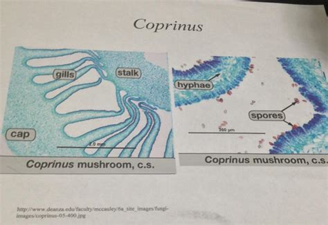 Basidiomycota Coprinus Labeled