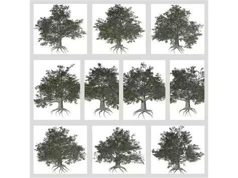 European Beech Trees 3d Model Pack Cgtrader