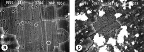 SEM Images Of A Sample Of Alloy AA5083 After A 25 Days And B 30