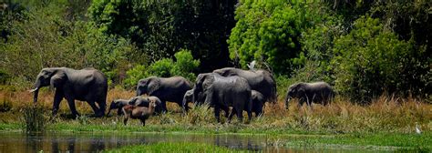 Big Five Uganda Safari Adventure Luxury Tour Tour Packages Big Five Tours