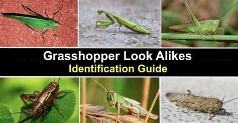 Grasshopper Look Alikes Katydids Crickets Identification Guide In 2022 Grasshopper Ghost Grasshopper Look Alikes Katydids Crickets Identification Guide In 2022 Grasshopper Ghost