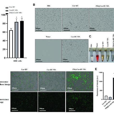 Biocompatibility And Biosafety Of Different Formulations Of Cur And Rv