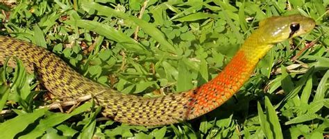 Red Necked Keelback Caught On A Night Herping Trip Thailand Snakes