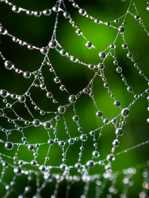 ※黑金的家※請疼惜這些無辜的小生命，以認養代替購買！