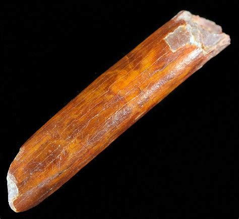 1 05 Rebbachisaurus Tooth Sauropod Dinosaur 50505 For Sale