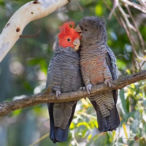 Gang Gang Cockatoo Tail Volfbrowser