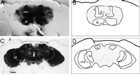 Light Affects Basal Male Courtship The Courtship Index Ci The Download Scientific Diagram