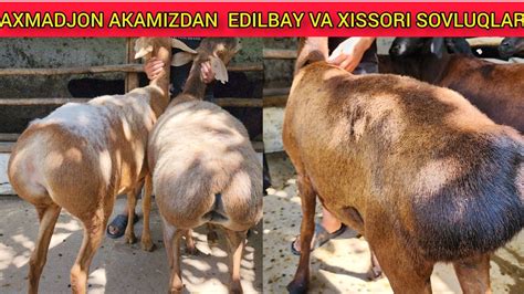 AXMADJON AKAMIZGA YANA N1 SOVLUQLAR KELDI SHOSHLING YouTube