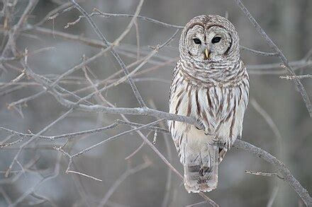 Barred Owl Wikipedia