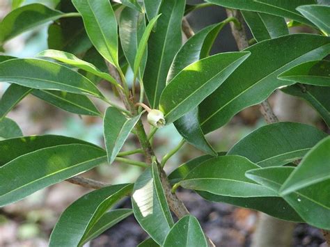 Dwarf Sapodilla Tree