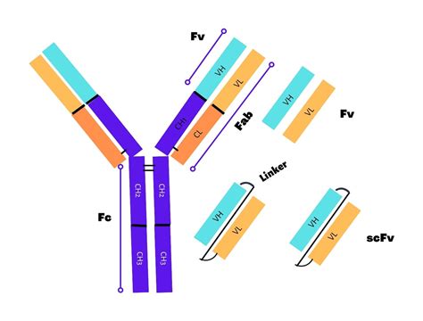 Cloning Of Single Chain Fv Fragments Scfvs