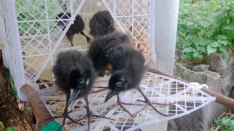 Update Sa Alaga Natin Sisiw Ng Tikling Youtube