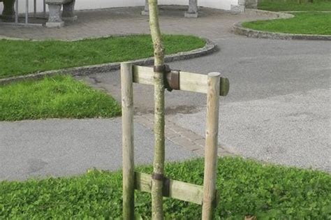 Tree Support Kit For Stronger Trees