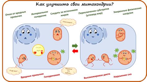 Тайная жизнь митохондрий