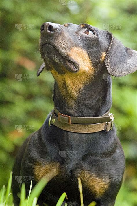 达克斯猎犬
