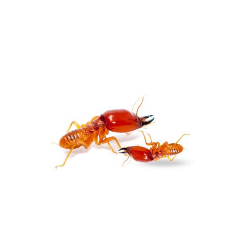 Termite Control Services Easyservicesbd