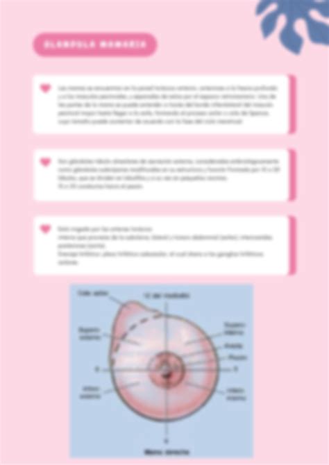 SOLUTION Glandula Mamaria Studypool