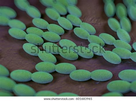 3d Illustrationacetic Acid Bacteria Stock Illustration 601683965