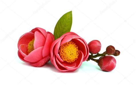 Hermosa Flor De Camelia Camellia Amplexicaulis Flor Aislada Sobre