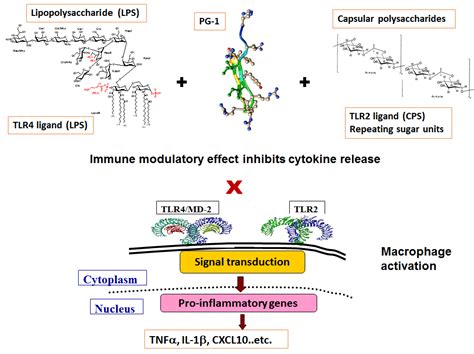 Antibiotics Special Issue Antimicrobial Peptides